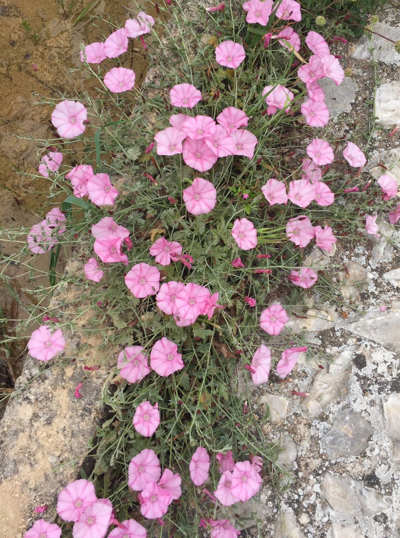 The last days of spring – Letters from Athens