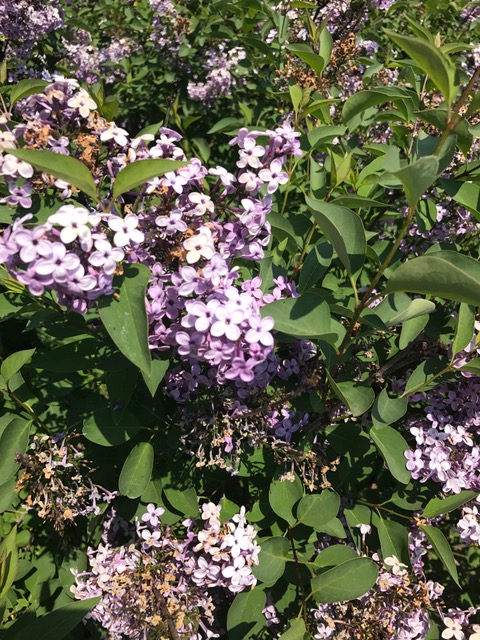 Easter Lilac – Letters from Athens